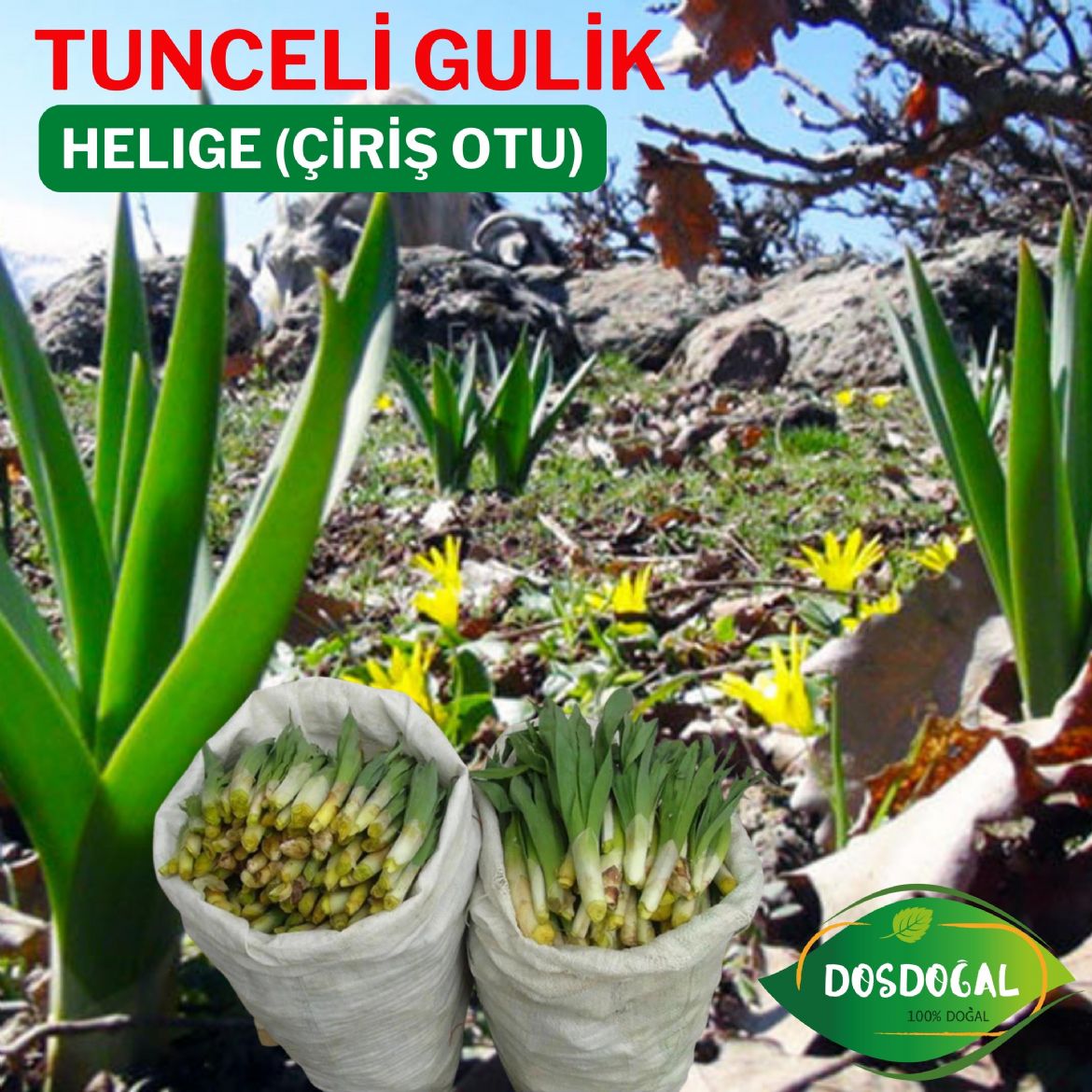 Tunceli Gulik (Çiriş Otu)